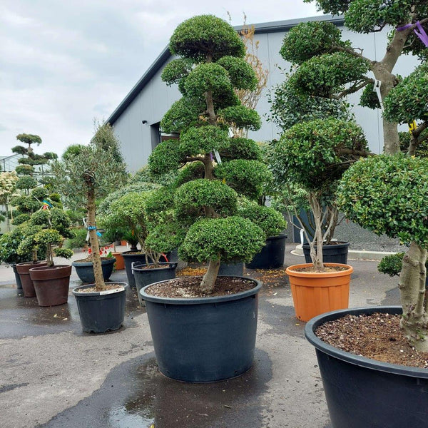 Ilex crenata Kinme Bonsai Boom – De Japanse Tuin