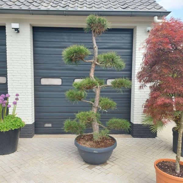 Bonsai Boom Pinus – De Japanse Tuin