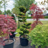 Taxus Bonsai Boom – De Japanse Tuin